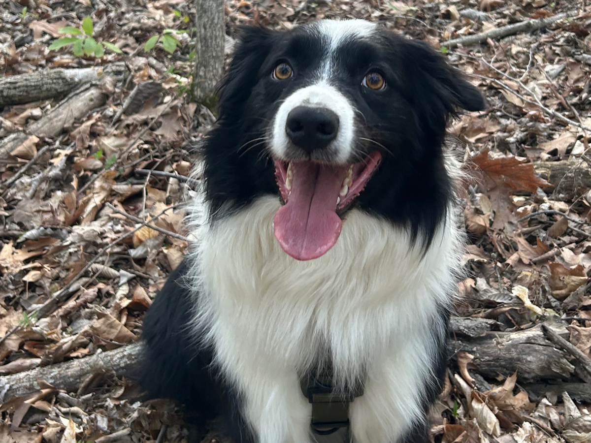 Fundraiser by Tabatha Wright : Help Dexter Heal: Support His Surgery