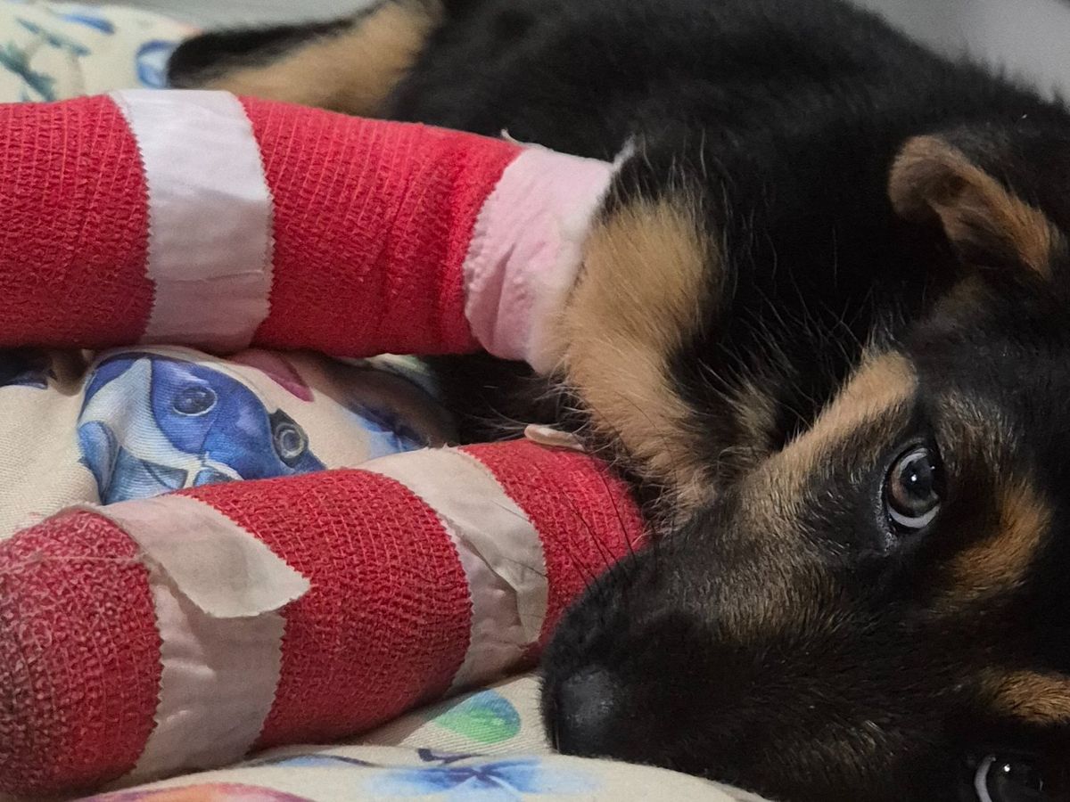 Fundraiser by Desirè Galletti : Un aiuto per il piccolo Olly