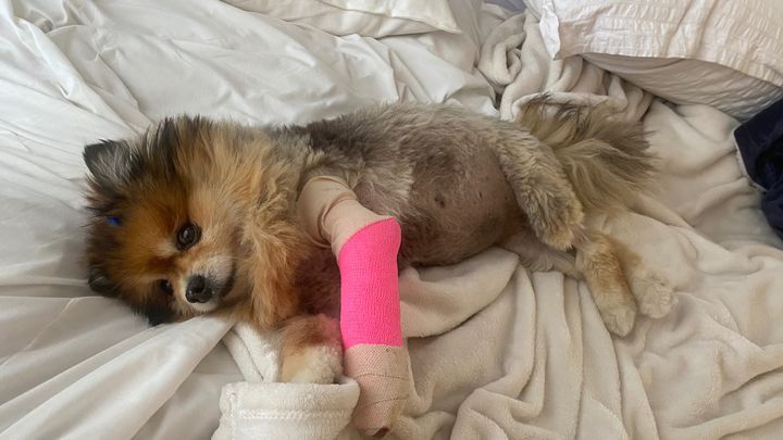 Fundraiser by Ashley Ontiveros : Help to get Peanuts surgery