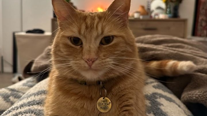 Fundraiser by Gabby GM : Help Mango heal from his injuries!