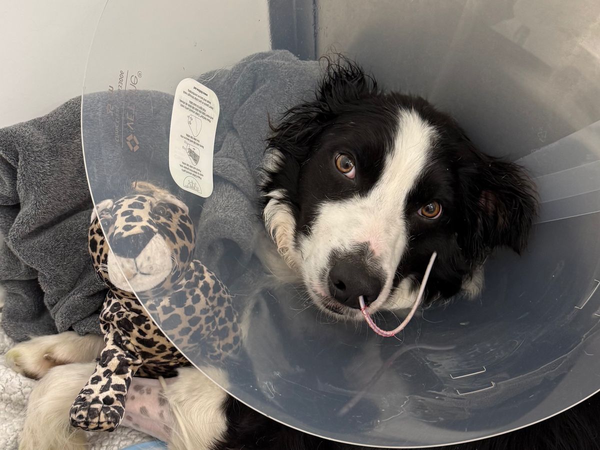 Fundraiser by Ashley Bilodeau : Help Save Riot – Our 4-Year-Old Border ...