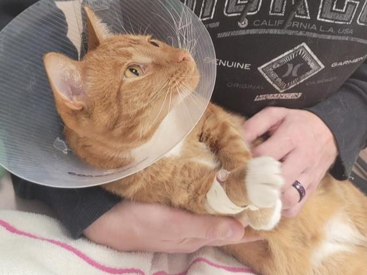 Fundraiser by Jay Reign : Help Velcro Get Life-Saving Surgery
