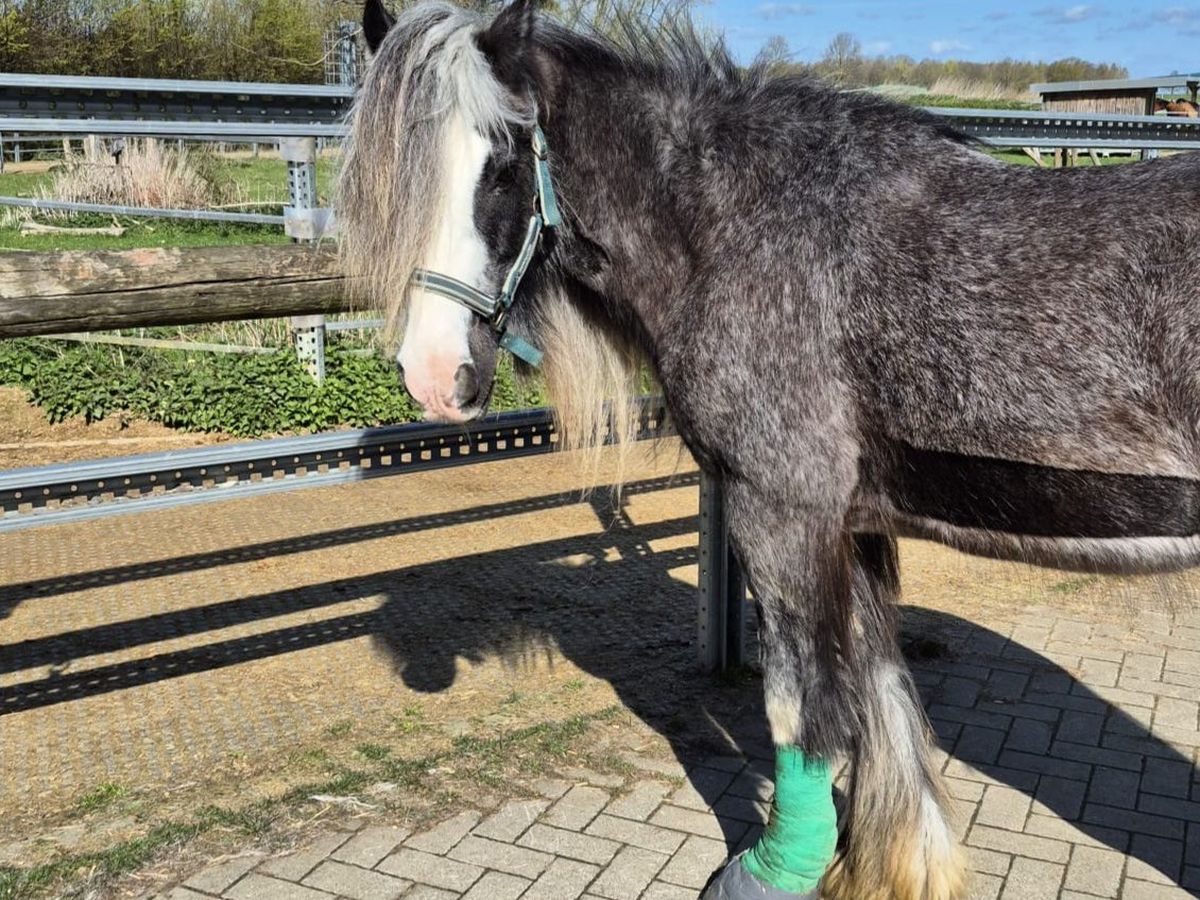 Fundraiser for Laura L by Carina Lampe : Appleby - Tinker mit Herz ...