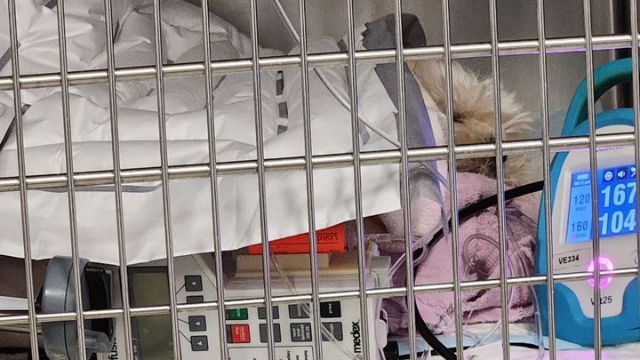 Fundraiser by Caitlyn O'Donnell : Help my sick Stitch please!