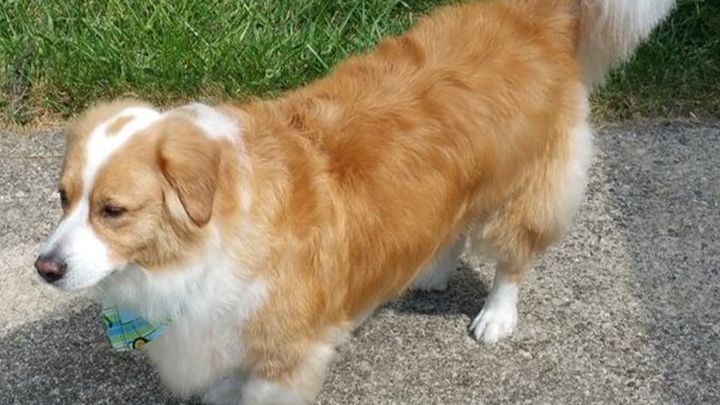 Fundraiser by Alexis O'Hara : Bailey's Surgery