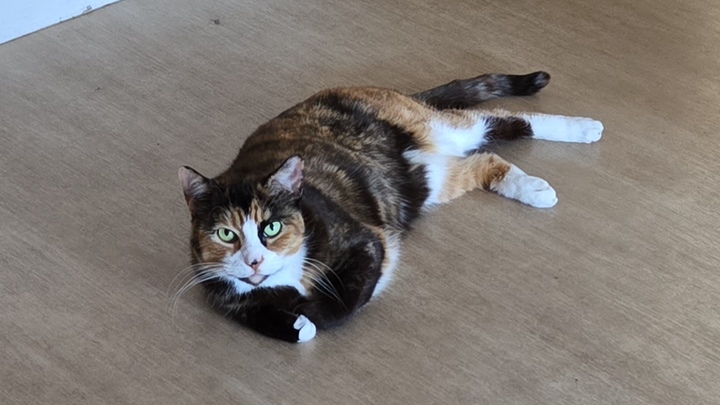 Fundraiser by Sarah Black : Help Gravy get her dental care