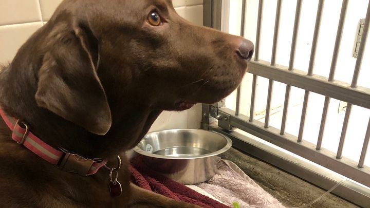 Fundraiser by Lisa Hernandez-Bobrow : Nutella’s Medical Bills