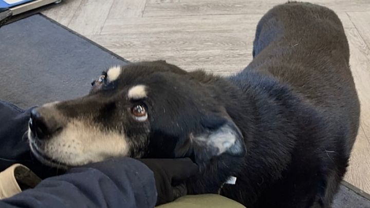 Fundraiser by Kaylee Harding : Fund Abby