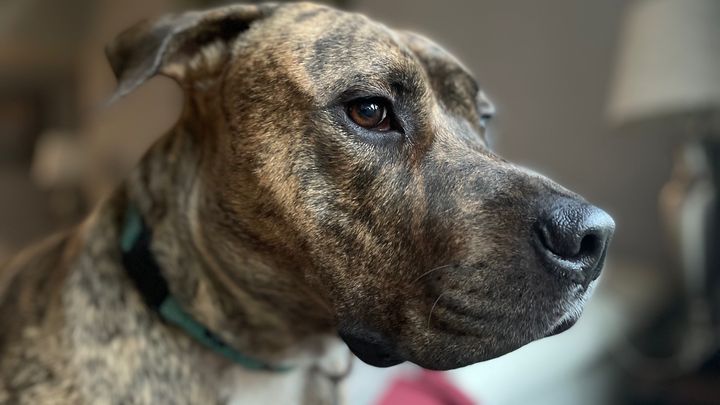 Fundraiser by Gregory Valenti : RJ a 4 year old rescue who has Cancer.