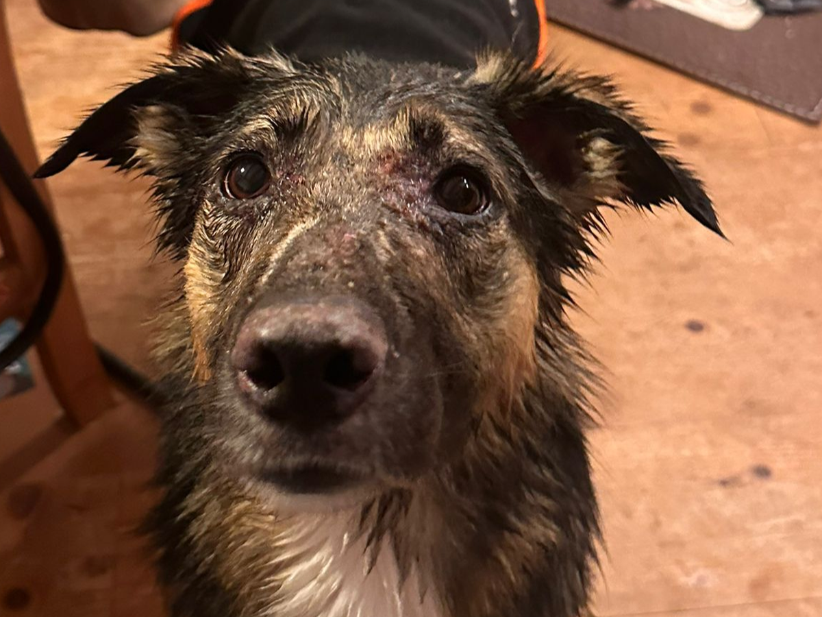 Fundraiser by Mel Kristl : Kleiner Hund mit großem Herz und seltener ...