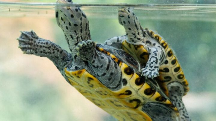 Fundraiser by Olivia DePalma : Turtle preservation on our earth