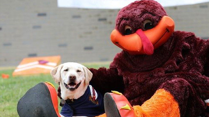 Fundraiser by Dara Qualter : Support Growley II's Surgery Fund