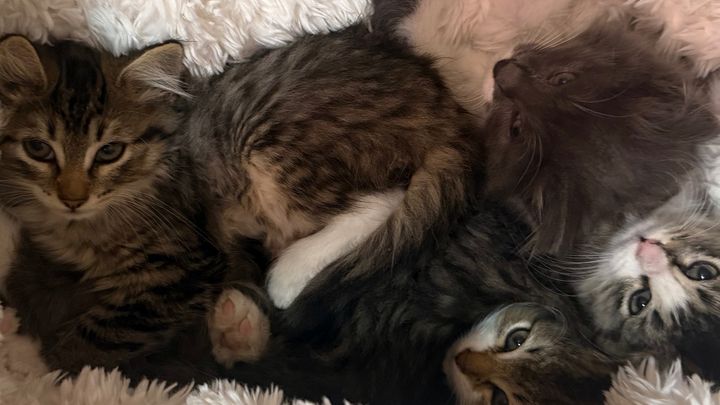 Fundraiser by Lauren Porte : Help Stray Porch Kitties Get Heath and Care