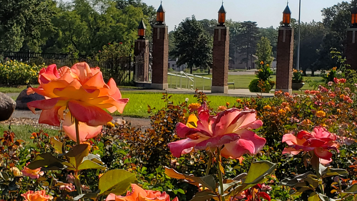 Fundraiser by Megan Busse : Donate for Matt and Bev's Rose Garden Bench