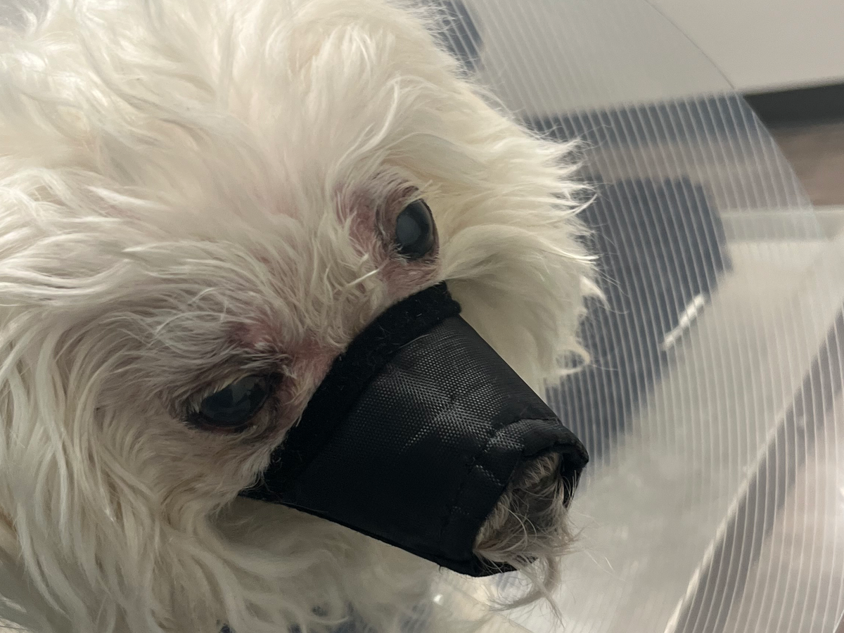 Fundraiser by Jasmine Lujan : Give Mellow a Chance: Support His Eye Surgery