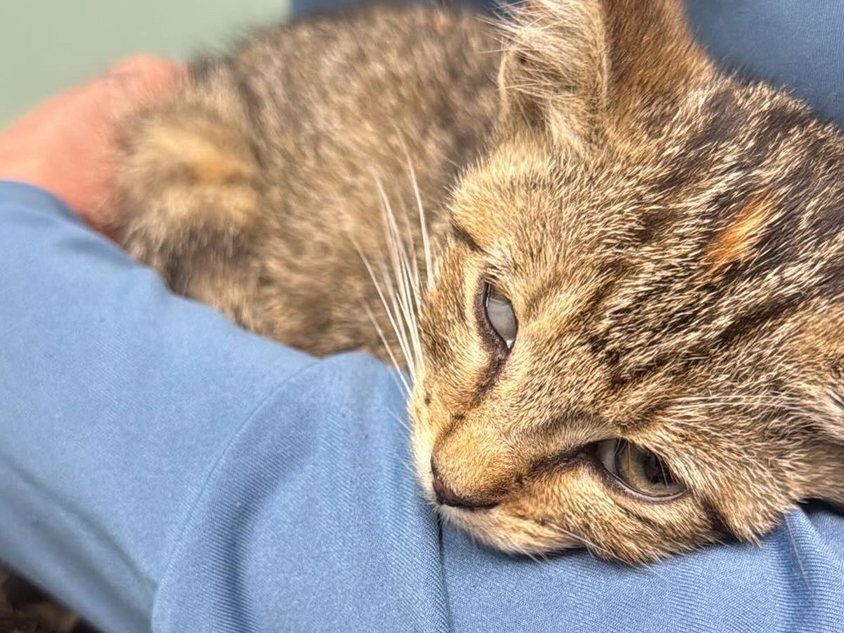 Fundraiser by Julianna Little : Help an Injured Stray Kitten Recover