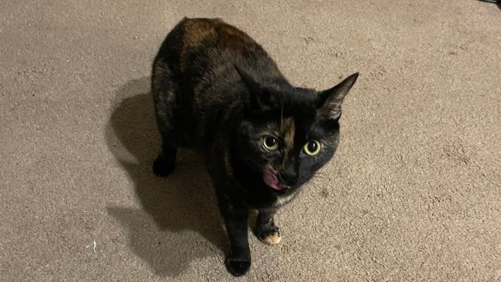 Fundraiser for Davina Moore by Johnetta Moore : Jemma’s vet bills and ...