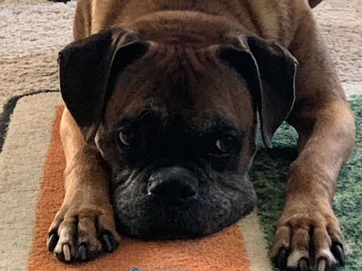 Fundraiser by Frank Rutkowski : Help Ace Recover from Pancreatitis ...