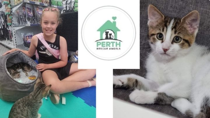 Fundraiser by Rennee Innes : Rennee is Helping Perth Rescue Angels