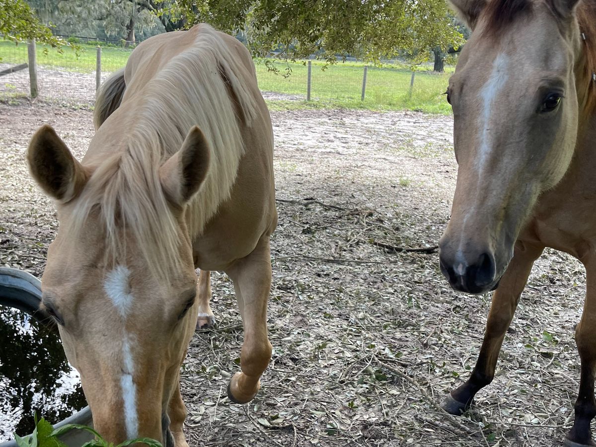Fundraiser by Jennifer Tabor : Support Black Grove Stables' Recovery ...