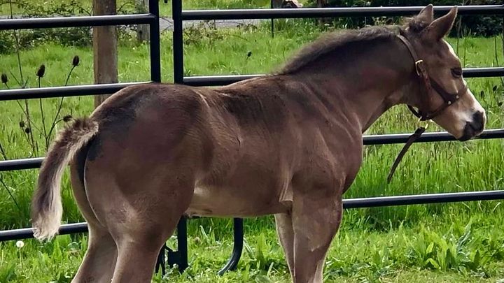 Fundraiser by NINA THORNTON : 2024 HLSR Souvenir Program - TRACE COLE ...