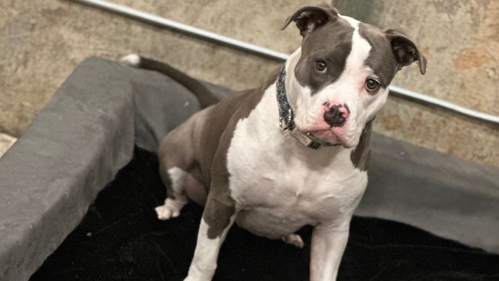 Fundraiser by LAURA GRUBBS : Help My Pet Recover from Pancreatitis