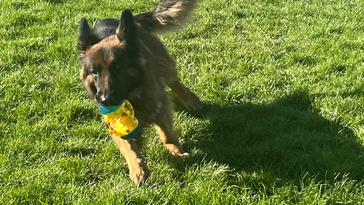 Fundraiser by Stuart Mcivor : Lucie’s Animal Rescue