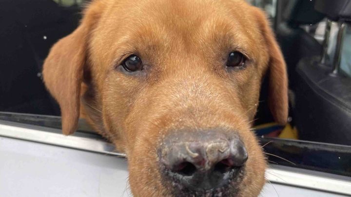 Fundraiser for Nicole Stratmann by Jen Atchinson : Help Chester On His ...