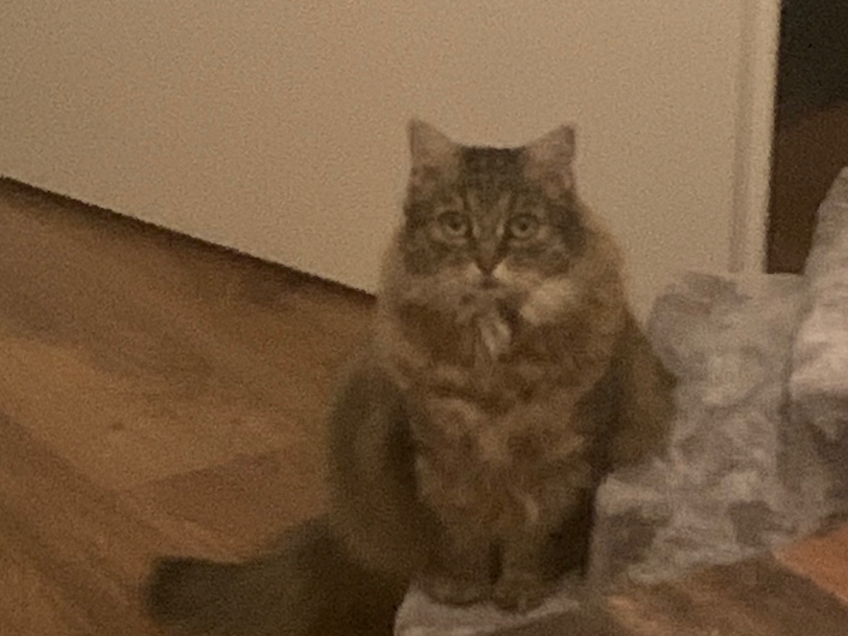 Fundraiser by Sam Stgermain : Hilfe für Luzi