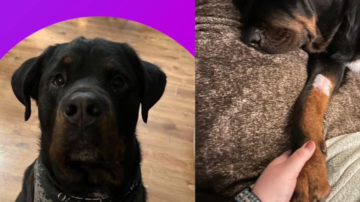 Fundraiser for Audrey Racette by Julie Racette-Danis : Tigars