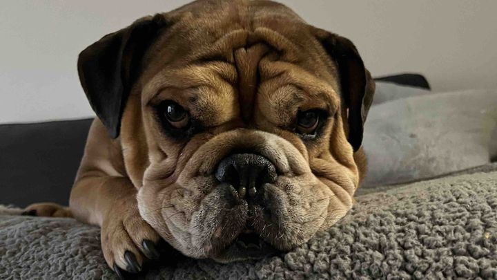 Fundraiser by Angelina Valenti : Crucial ligament tear surgery