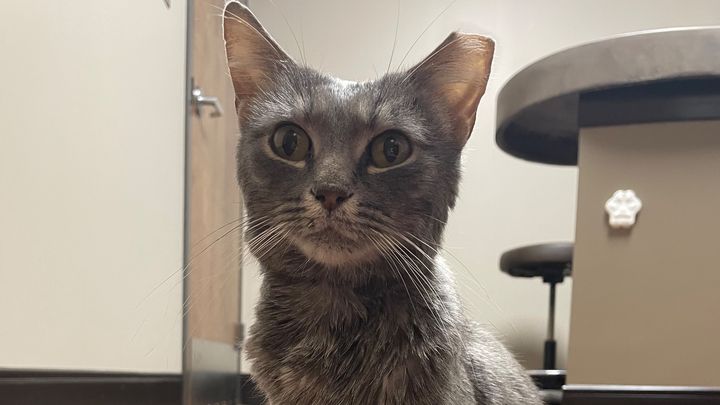 Fundraiser by Charis Jeffers : Buffy's Medical Bills