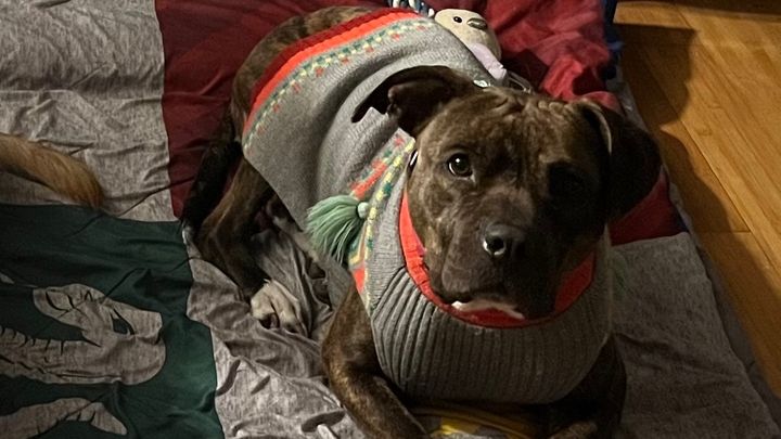 Fundraiser by Dorothy Keown : Donate to help pepper the best pitty girl