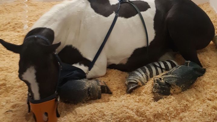 Fundraiser by Teresa Fico : Pepsi Surgery