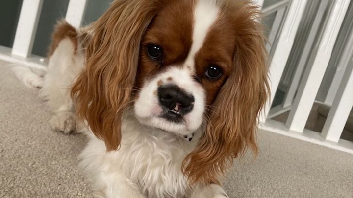 Fundraiser by Bill Gaudette : Tucker surgery