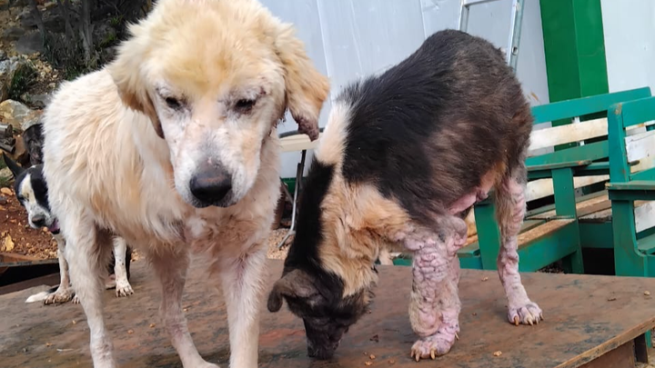 Fundraiser by Marwa Adil Hussein : Help Our Dogs Survive