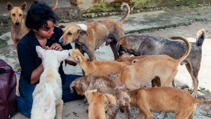 Fundraiser by Jennifer George : Help End the Suffering of Homeless Animals