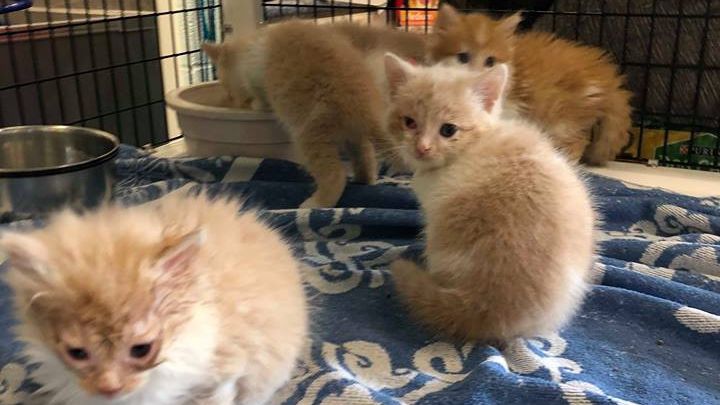 Fundraiser by NOVA Pets Alive : Urgent-help needed to save kittens