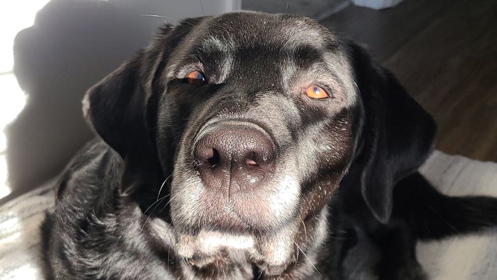 Fundraiser by Christian Tremain : Vet Bills for Archimedes