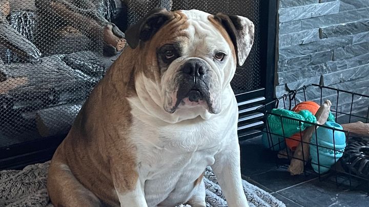 Fundraiser by Stephanie Pepper : Help Ozwald get his TECA-BO surgery