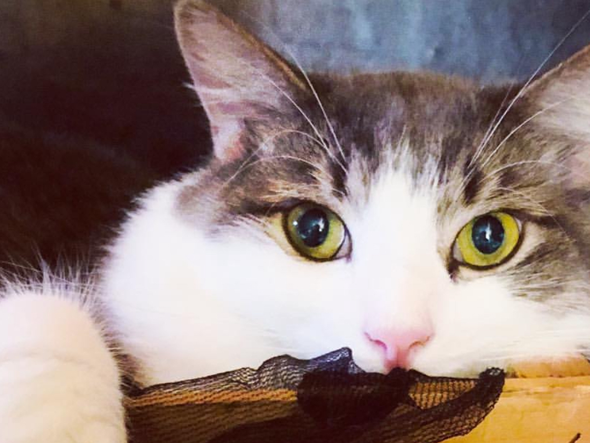 Fundraiser by Georgina Aragon : Help Maxwell Recover from Emergency Surgery