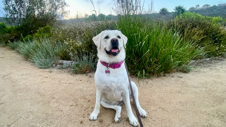 Fundraiser by Lauren Baczkowski : 30 Mile Dog Walk for American Cancer ...