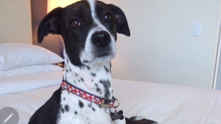 Fundraiser by Gazeba De La Paz : Prince Snoopy