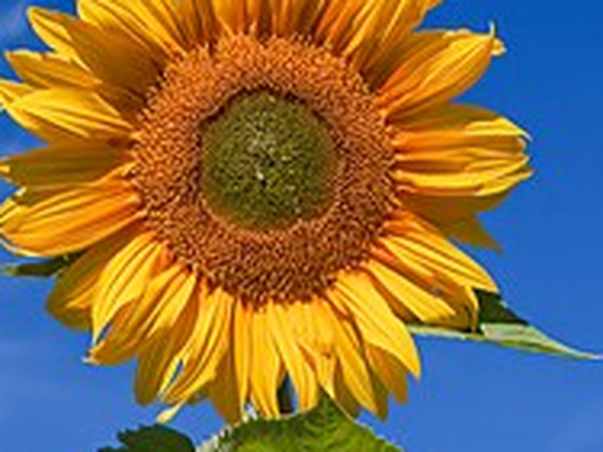 Fundraiser for Sage Sunflower by Liza Sklar : Support Sage's Education ...