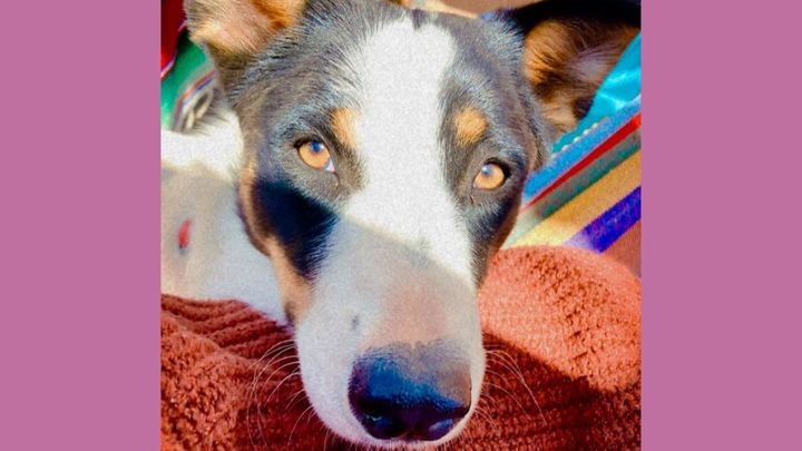 Fundraiser by Jessica Helen Lopez : Help Needed for Our Puppy's Medical ...