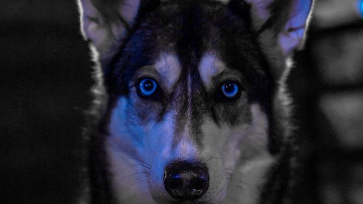 Spendenaktion von Charlie Hirst: Emergency Vet bills for tumour removal