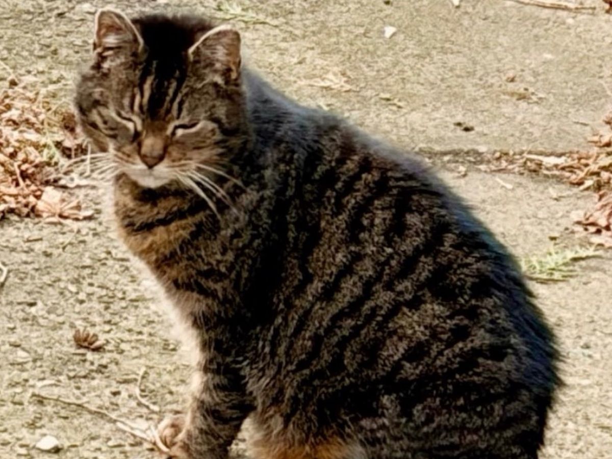Fundraiser by Devanie Permaul : Help Build Rocky a Safe Outdoor Home