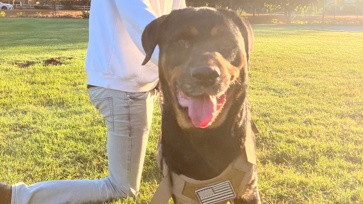 Fundraiser by Kaylee Ward : Support Zeus's Urgent Medical Treatment