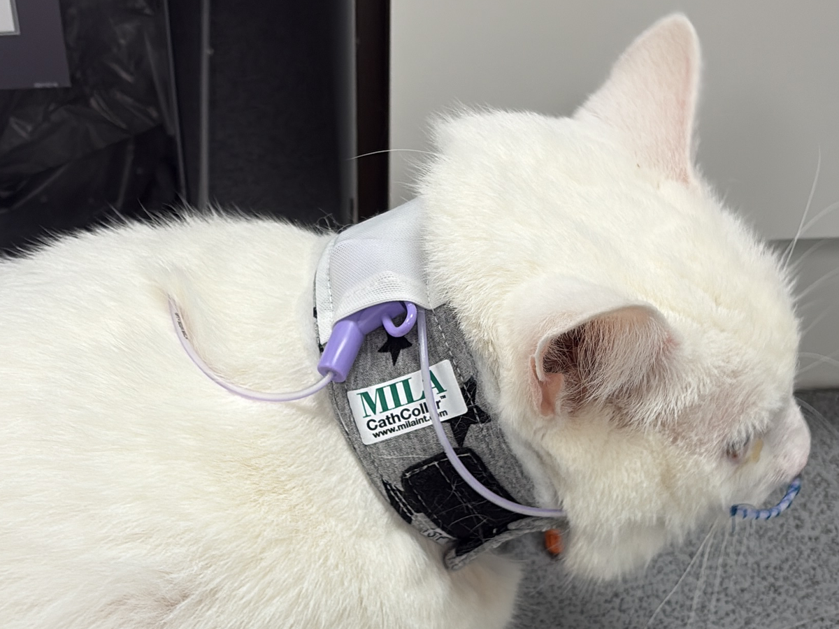 Fundraiser by Alexandra Roden : Winston’s kidney treatments