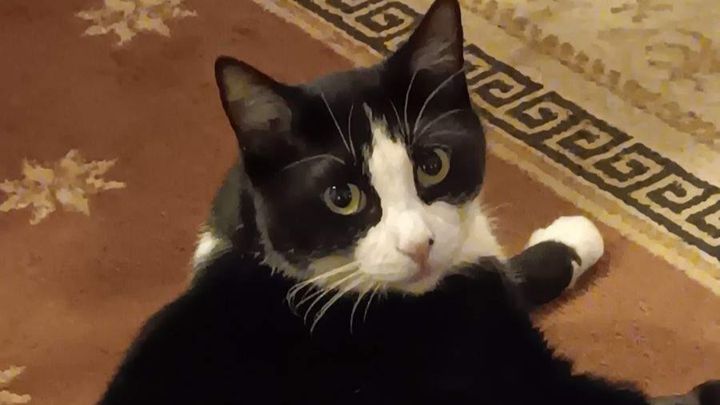 Fundraiser by Dianne Sutton : Support Banditt After the Surgery